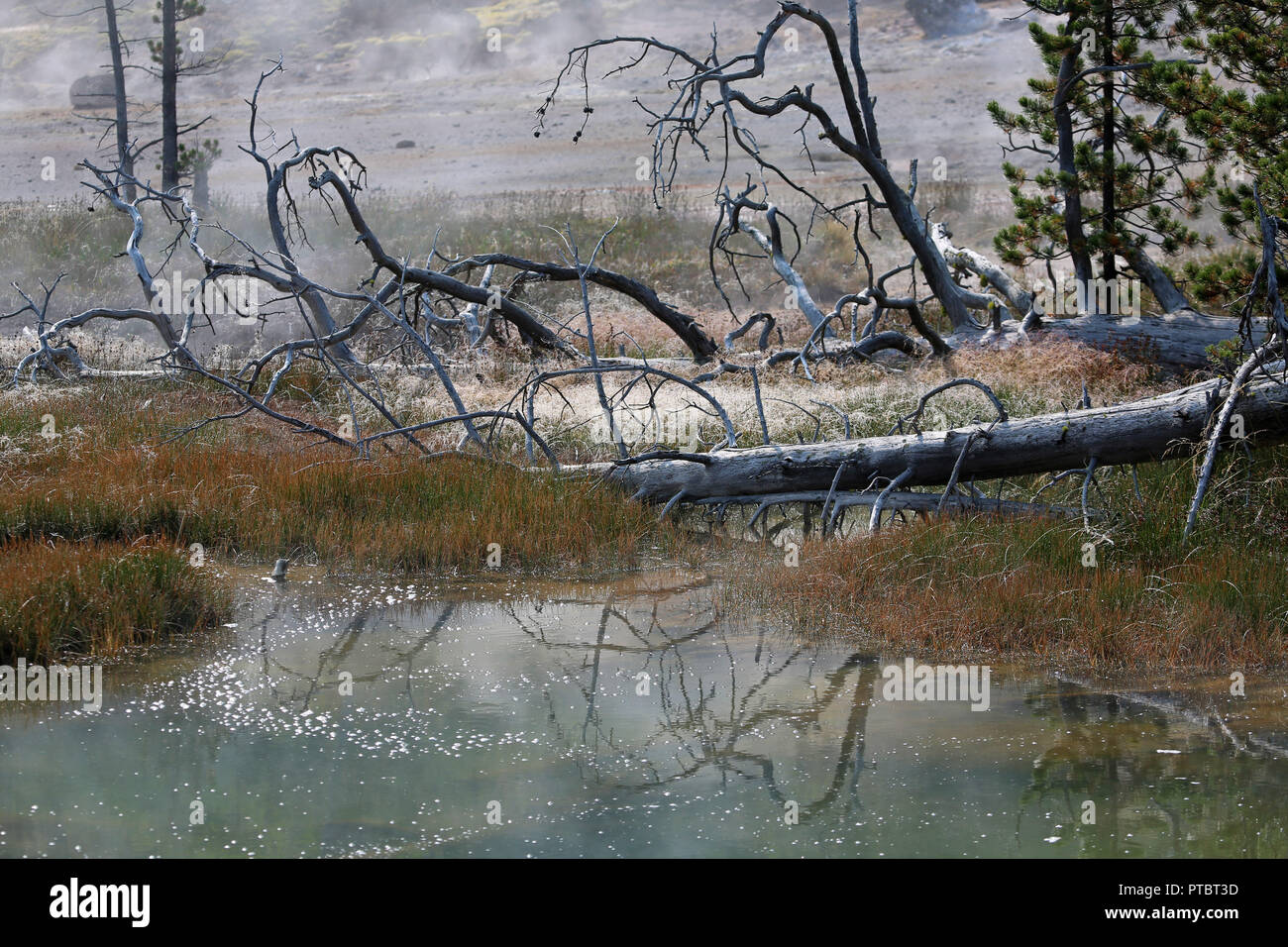 fallen tree across marsh plants along thermal pool Stock Photo - Alamy