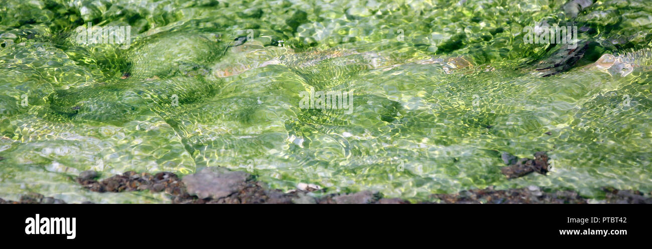 thermal waters from hot spring running across green algae and rock ...