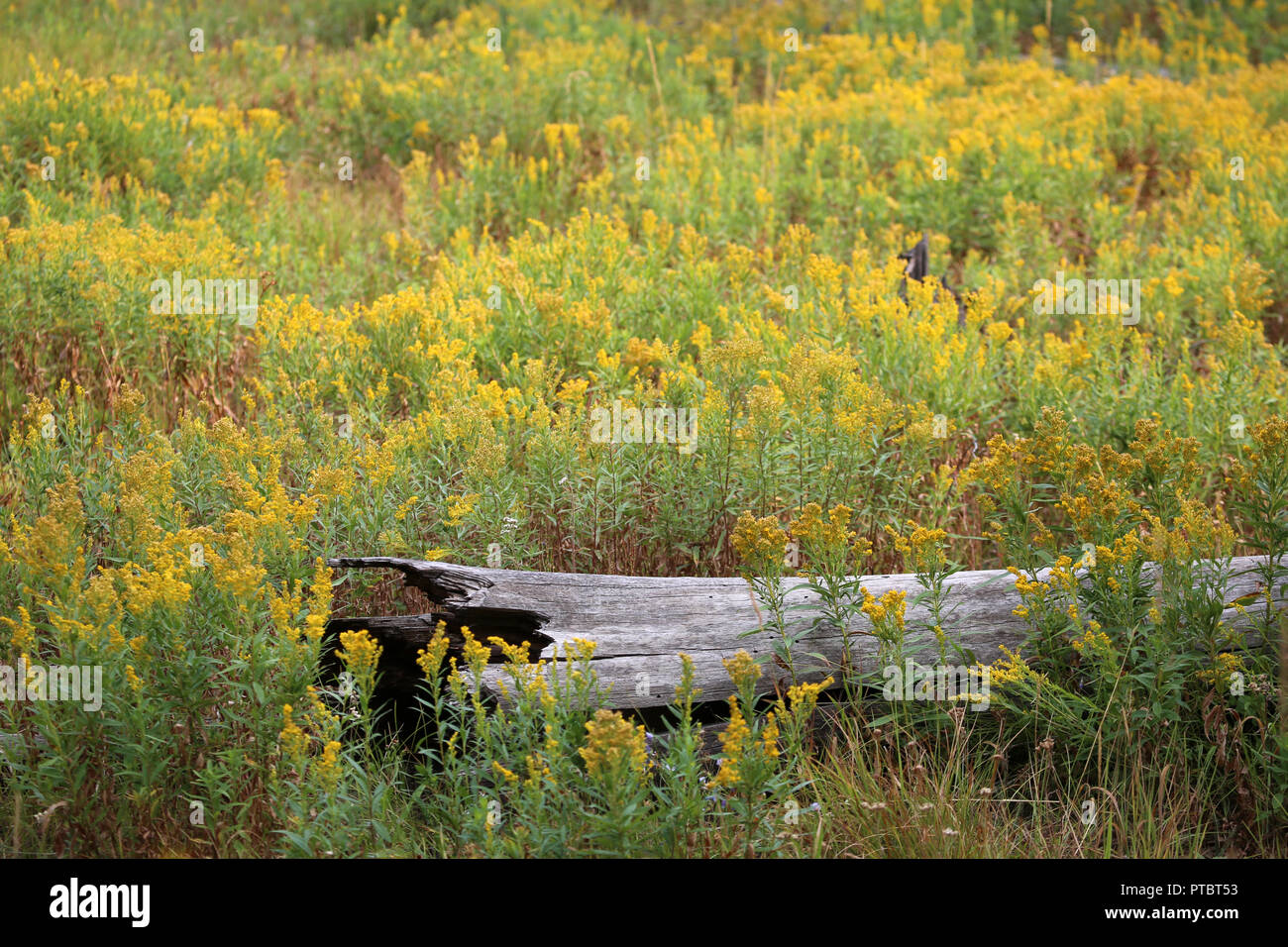 log lying among field of yellow flowers Stock Photo - Alamy
