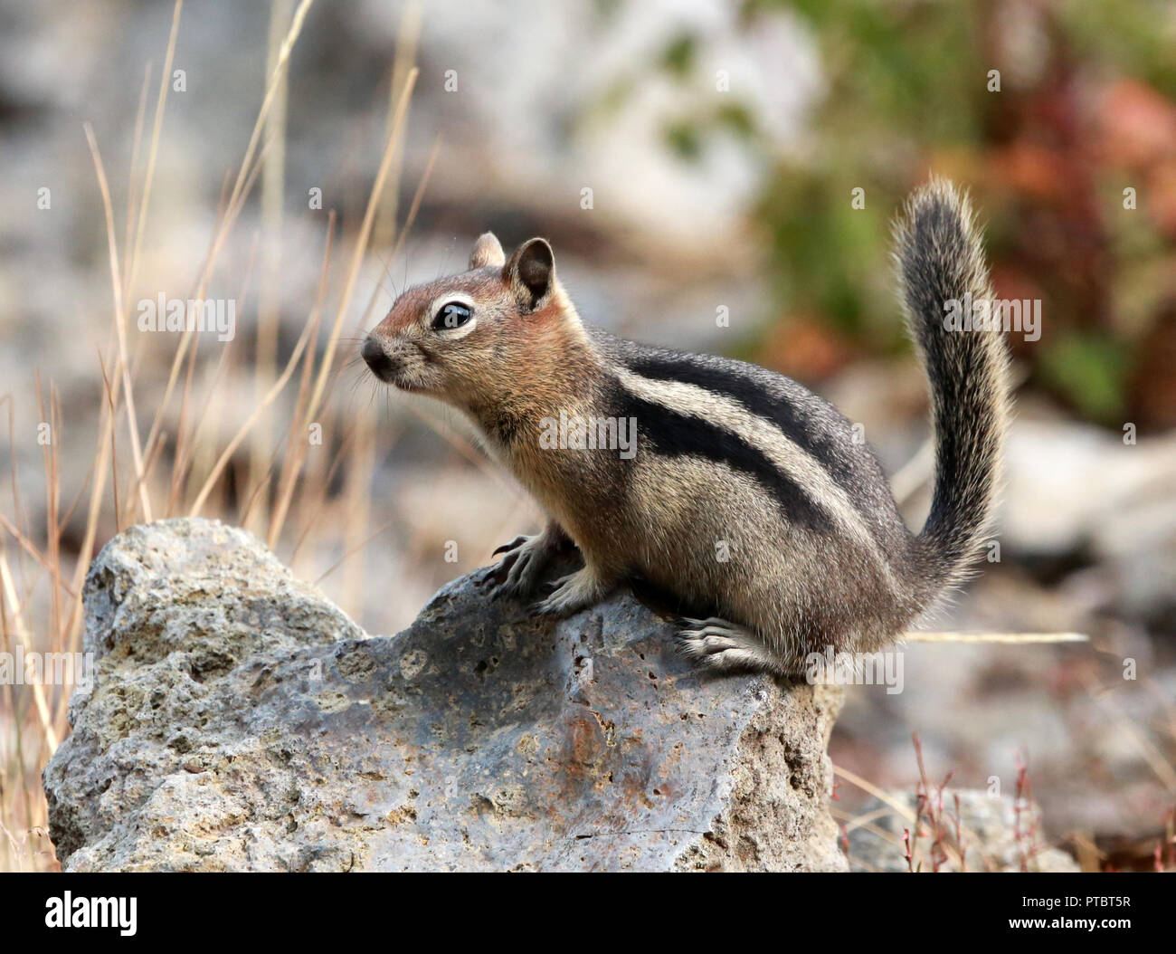 Chipmunk tail hi-res stock photography and images - Alamy