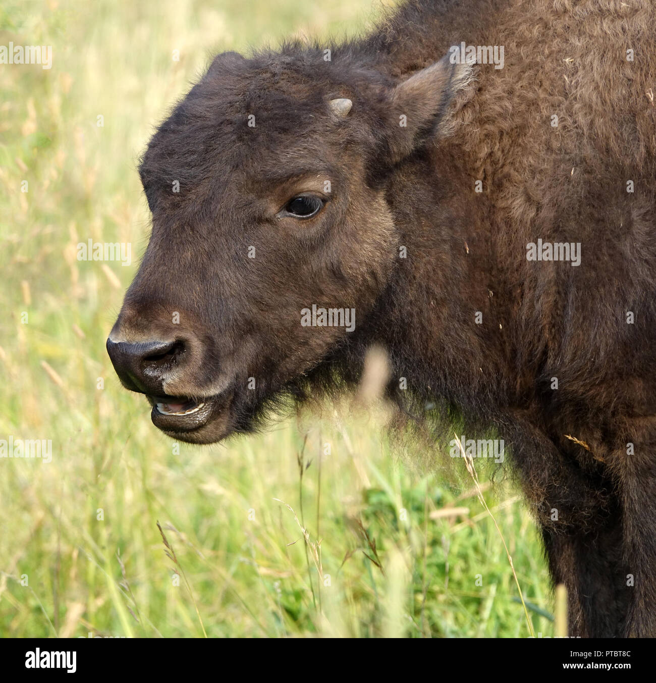 Calf texture hi-res stock photography and images - Alamy