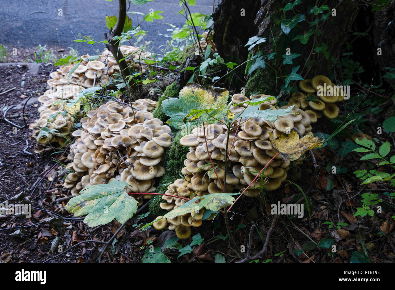 Dead tree roots hi-res stock photography and images - Alamy