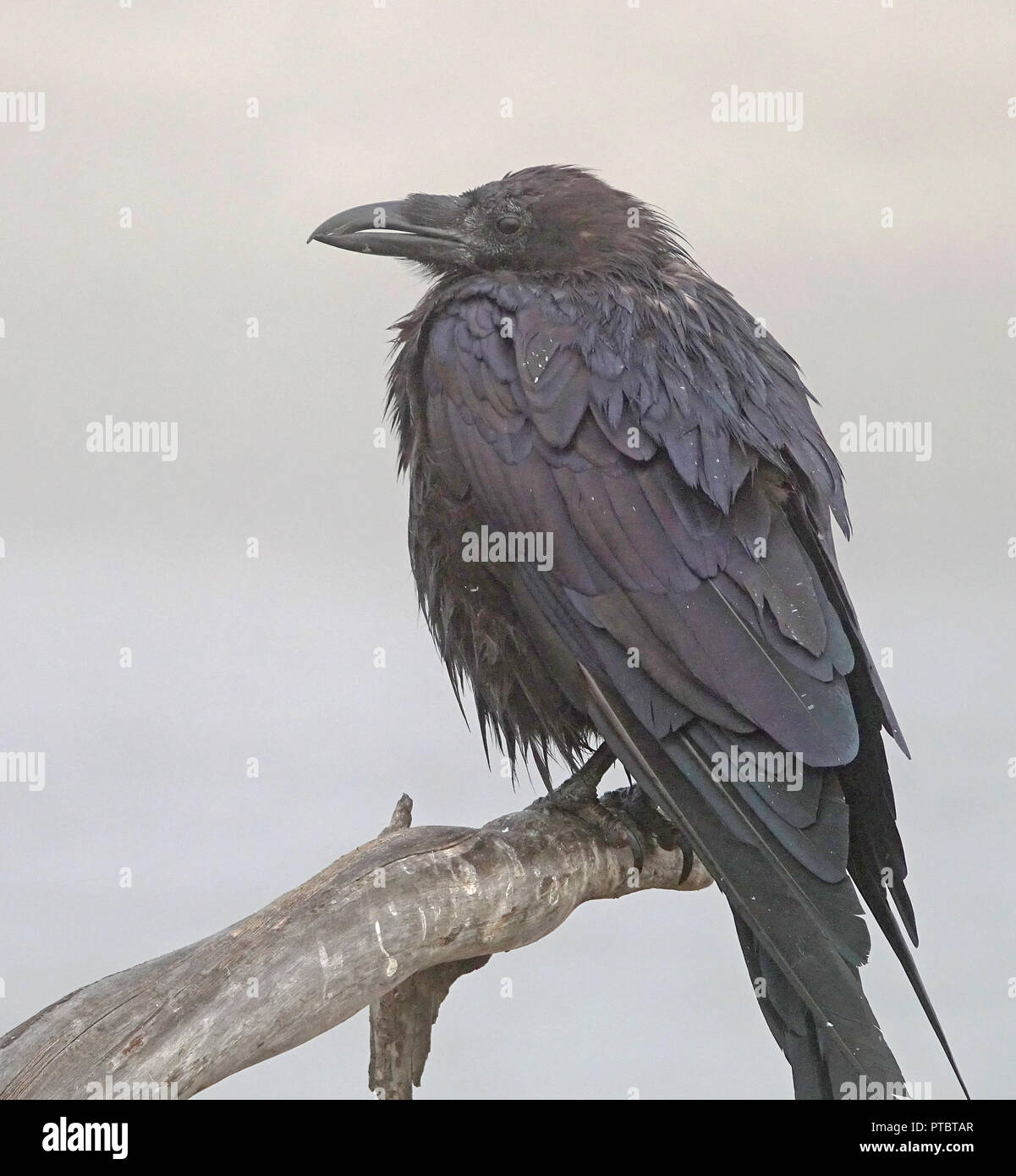 Raven on branch hi-res stock photography and images - Alamy