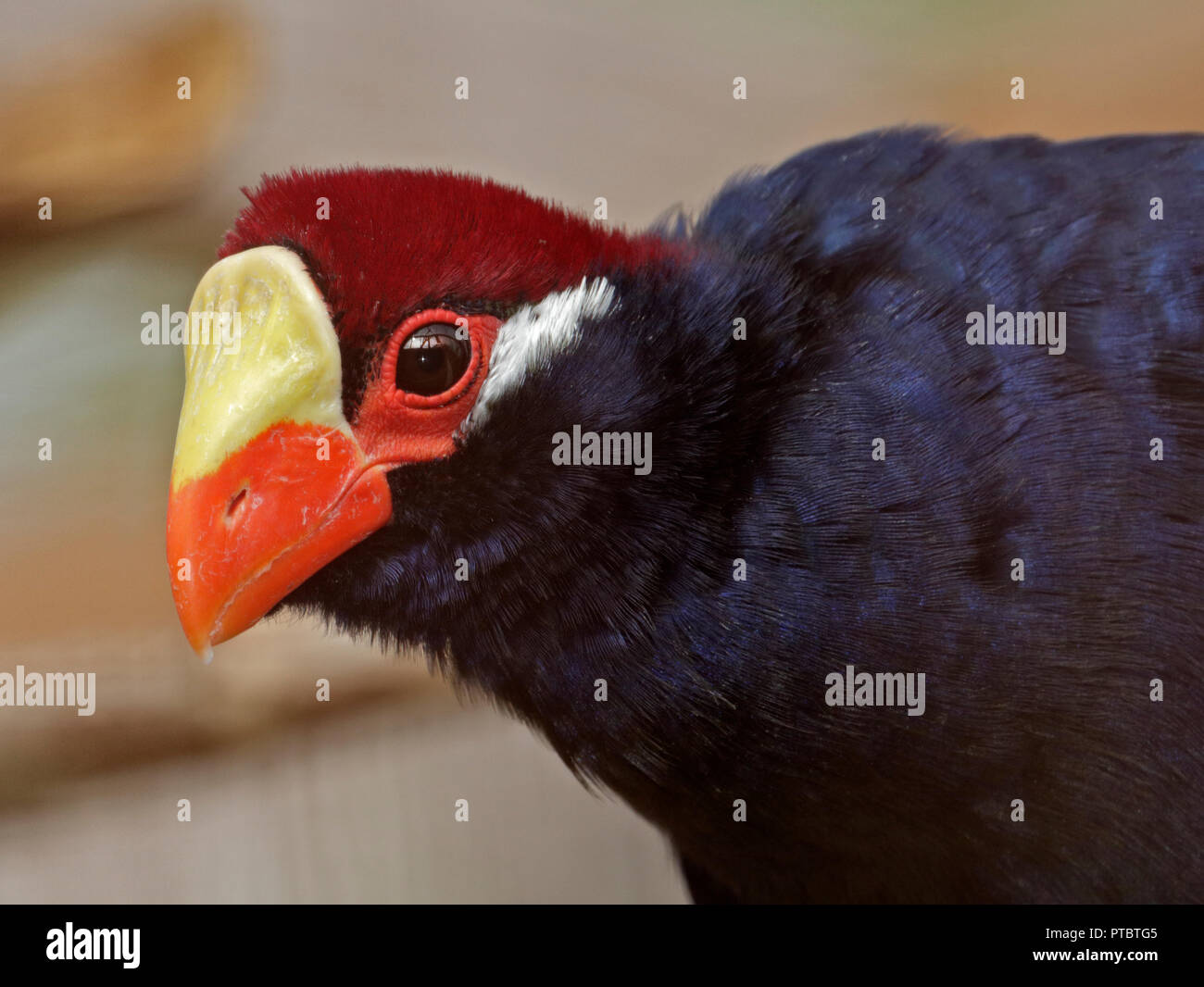 Violaceous turacos hi-res stock photography and images - Alamy