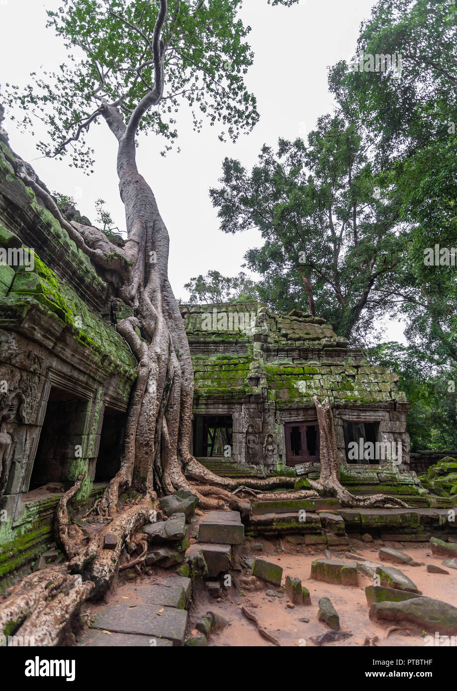 Ta Prohm temple overgrown with tree roots, Siem Reap Province, Angkor ...