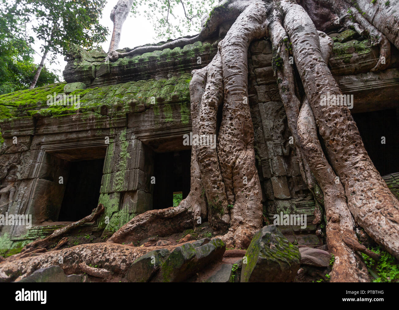 Ta Prohm temple overgrown with tree roots, Siem Reap Province, Angkor ...