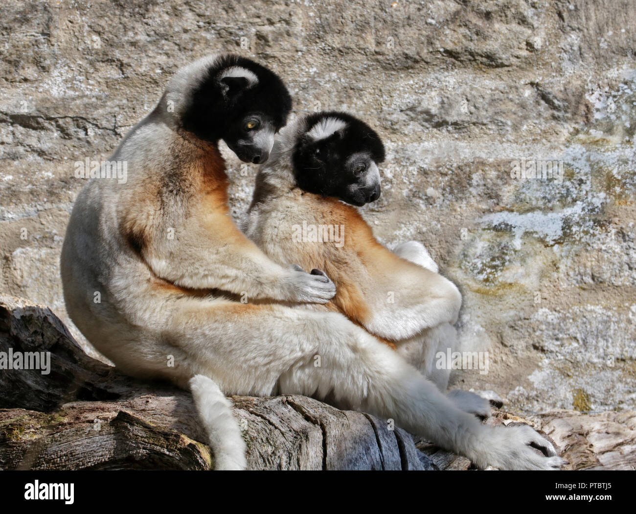 Pair of Crowned Verreaux's Sifakas (propithecus verreauxi coronatus ...