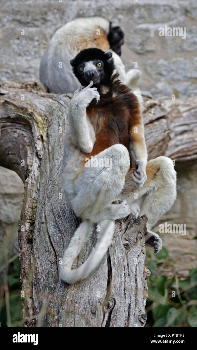 Pair of Crowned Verreaux's Sifakas (propithecus verreauxi coronatus ...