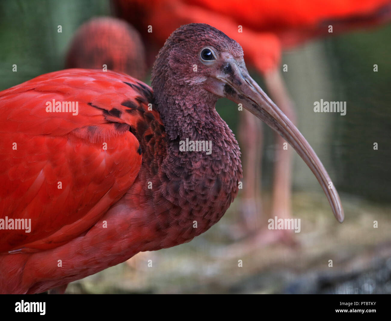 Red ibis hi-res stock photography and images - Alamy
