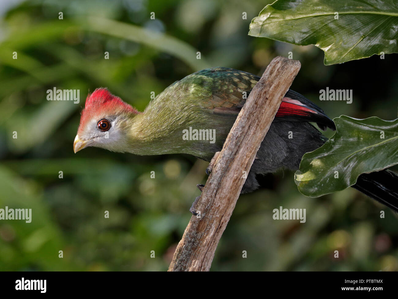 Fischers turacos hi-res stock photography and images - Alamy