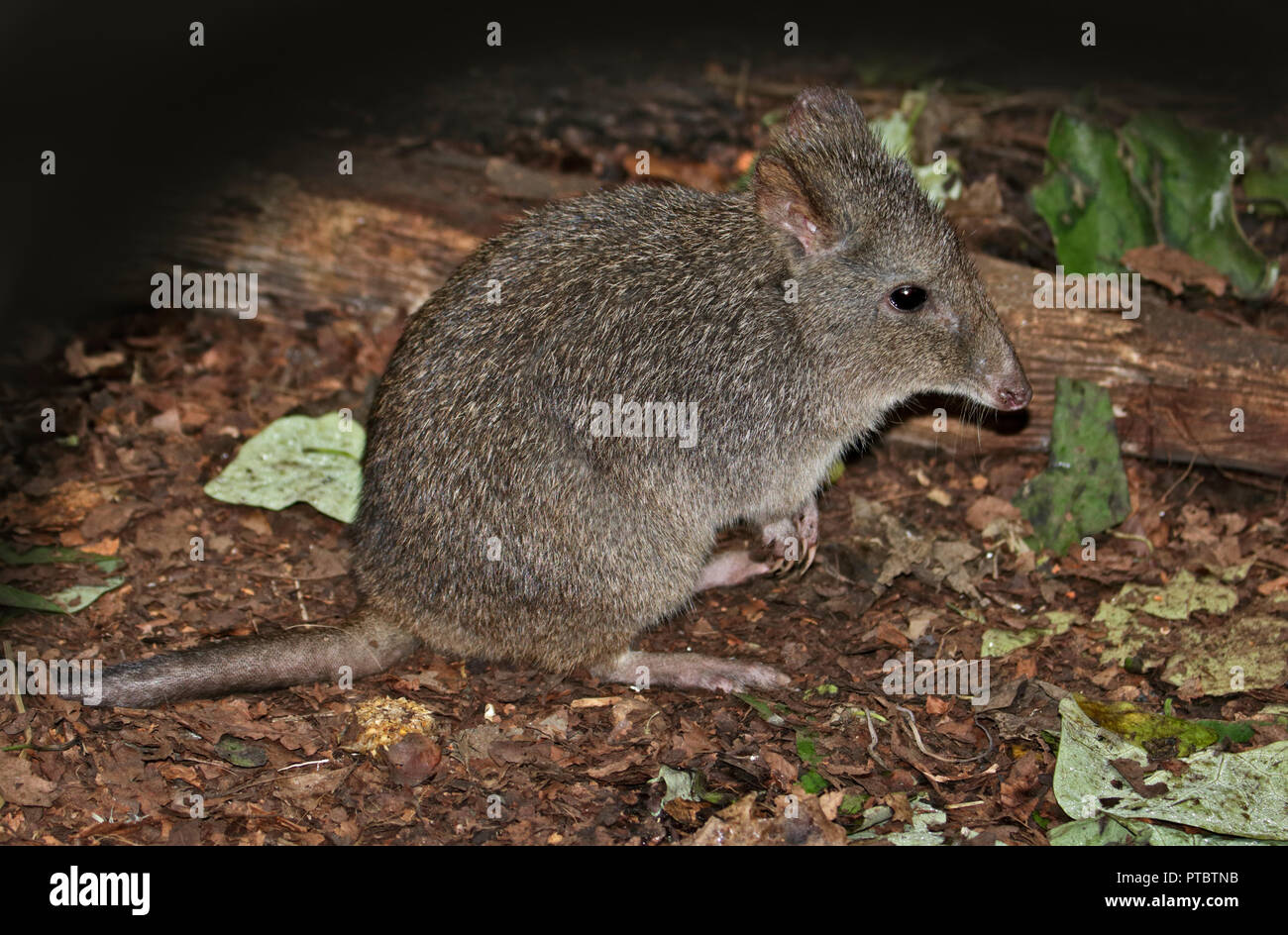 Marsupial rat hi-res stock photography and images - Alamy