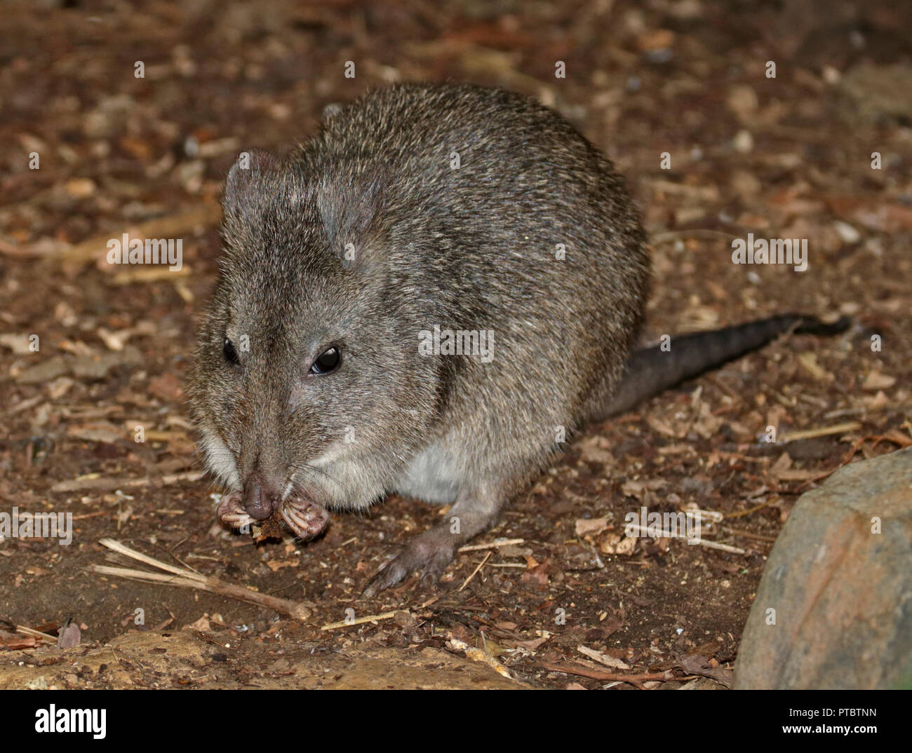 Potoroos hi-res stock photography and images - Alamy