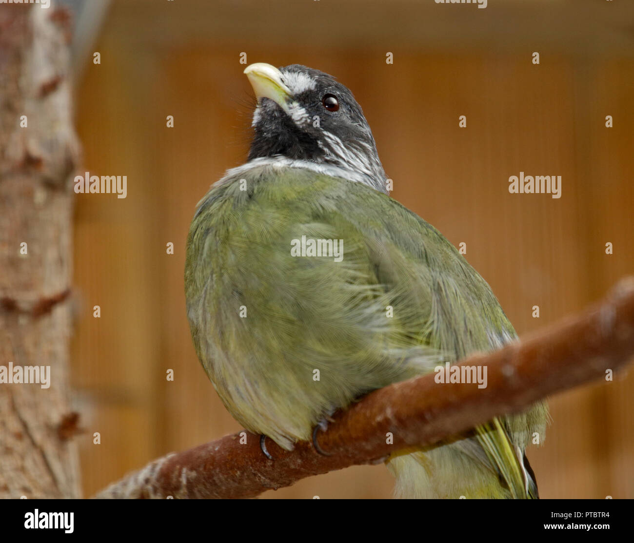 Finchbills hi-res stock photography and images - Alamy