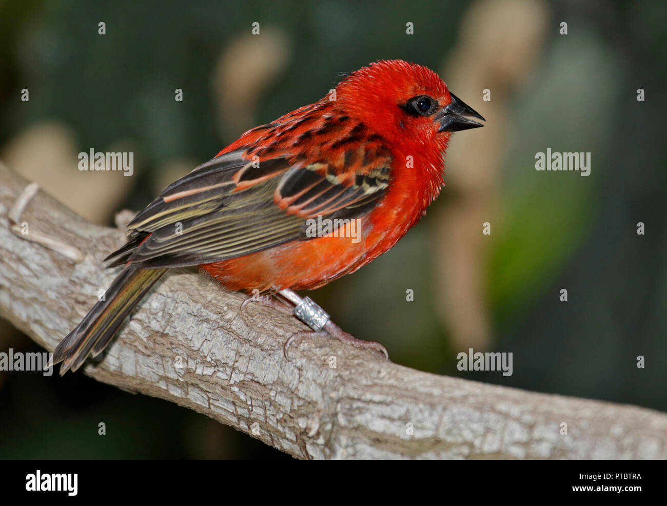 Fodies madagascar hi-res stock photography and images - Alamy