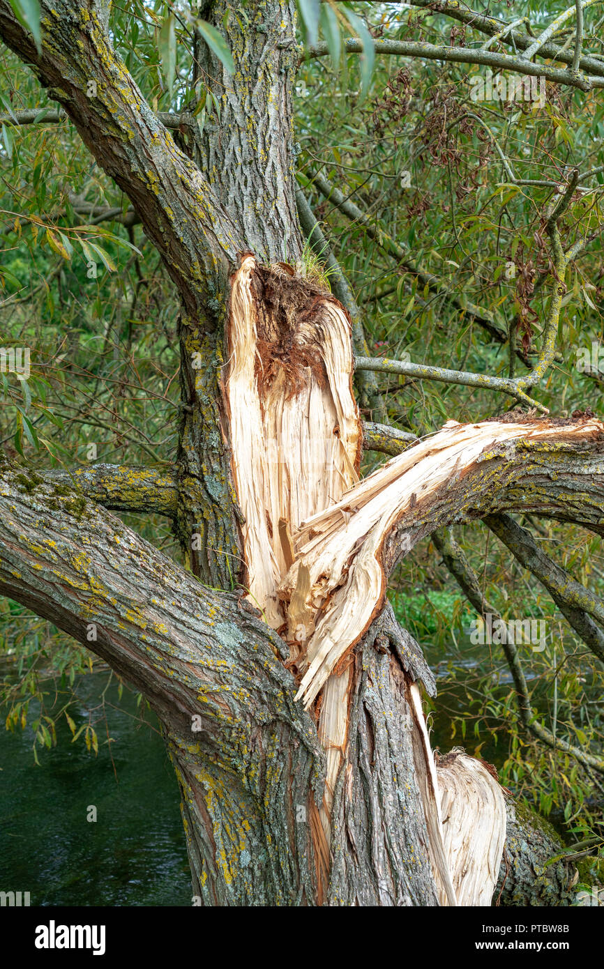 Branch splitting from tree trunk Stock Photo - Alamy
