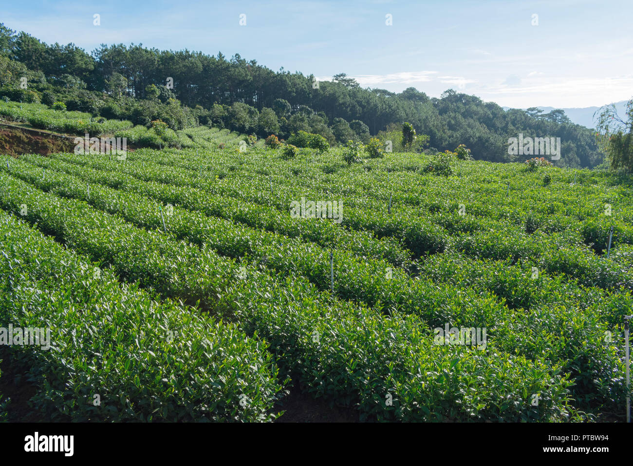 Unique background with fresh green tea leaves, tea hill, lonely tree ...