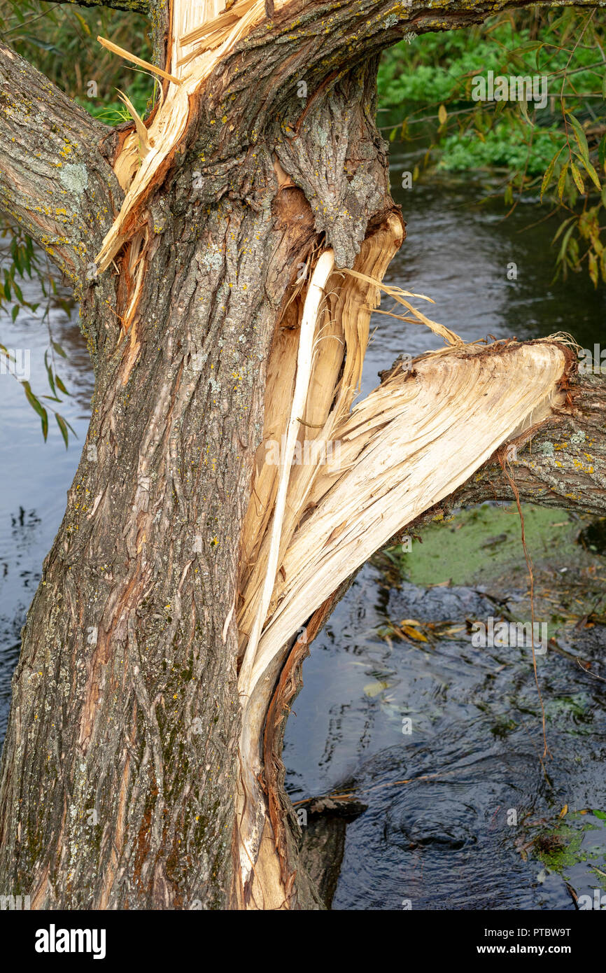 Branch splitting from tree trunk Stock Photo - Alamy