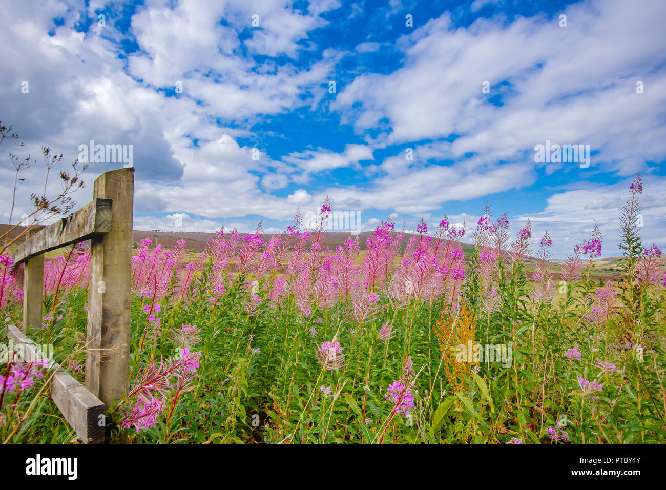 Idyllic landscape of british countryside in late summer.Willow weed ...