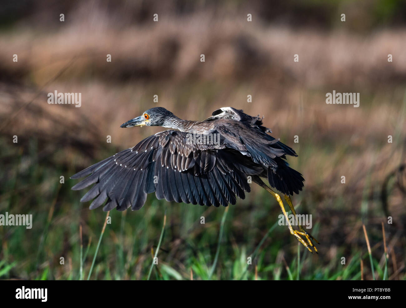 Swamp birds hi-res stock photography and images - Alamy
