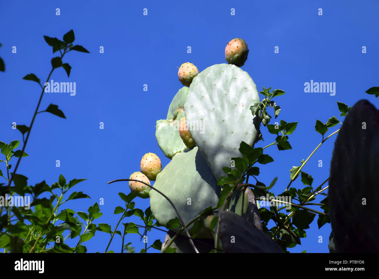 azure sky and cactus plant with fruits, exotic impressions in sardinia ...