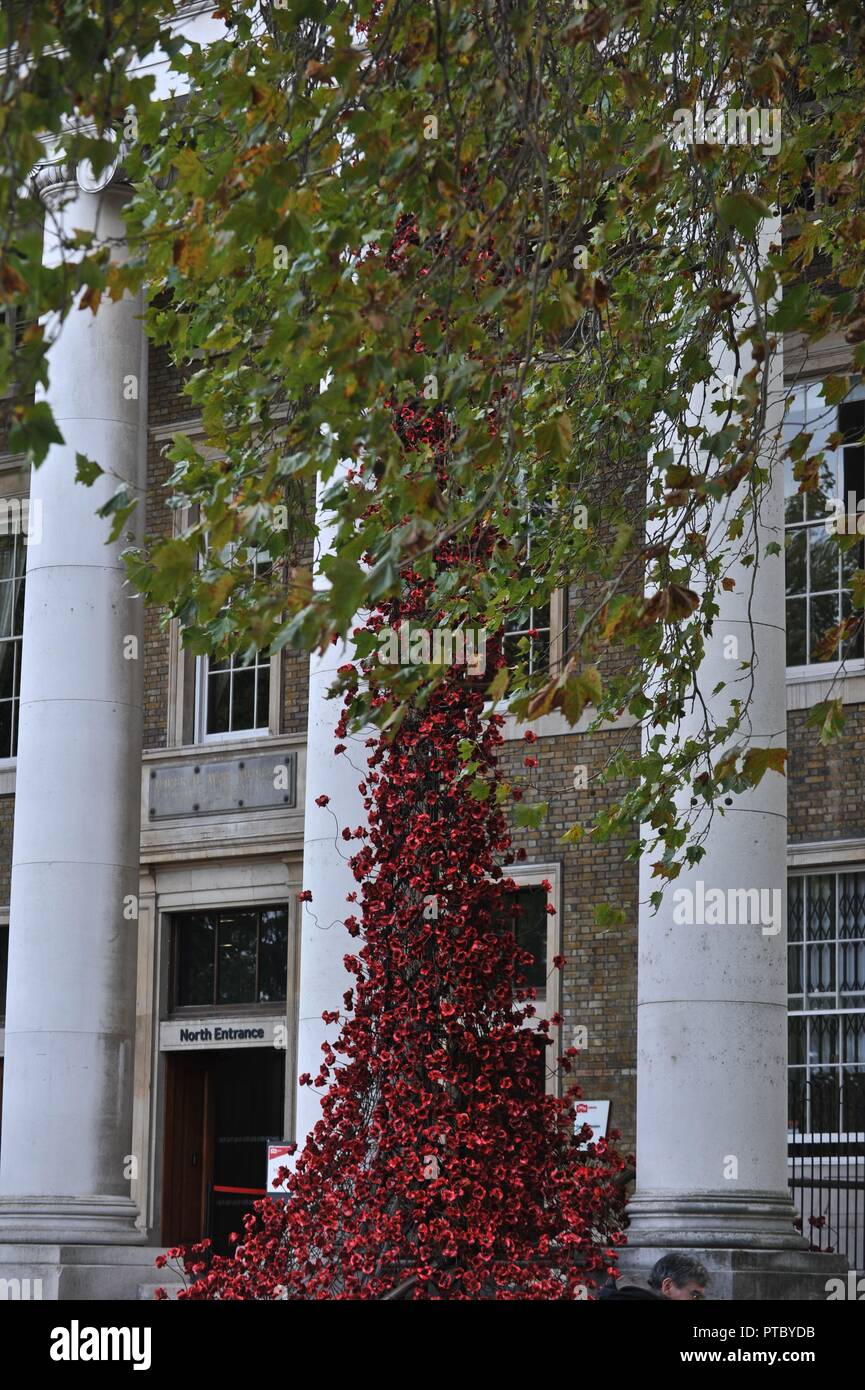 Cascading red poppies hi-res stock photography and images - Alamy