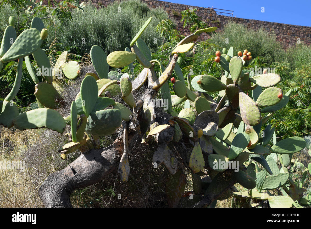 exotic impressions in sardinia with Prickly pear cactus fruits and leaf ...
