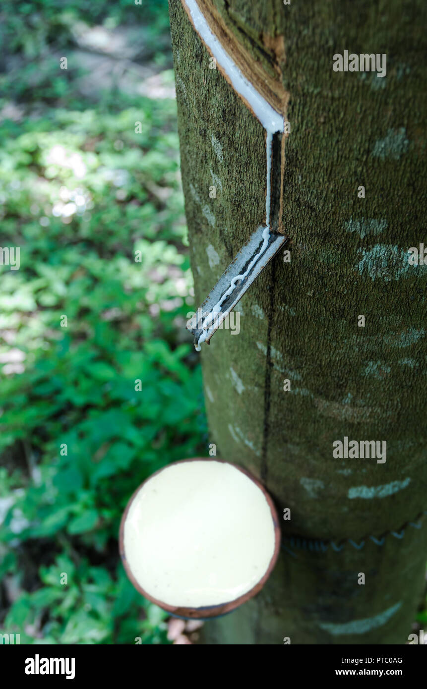 Rubber milk bowl hi-res stock photography and images - Alamy
