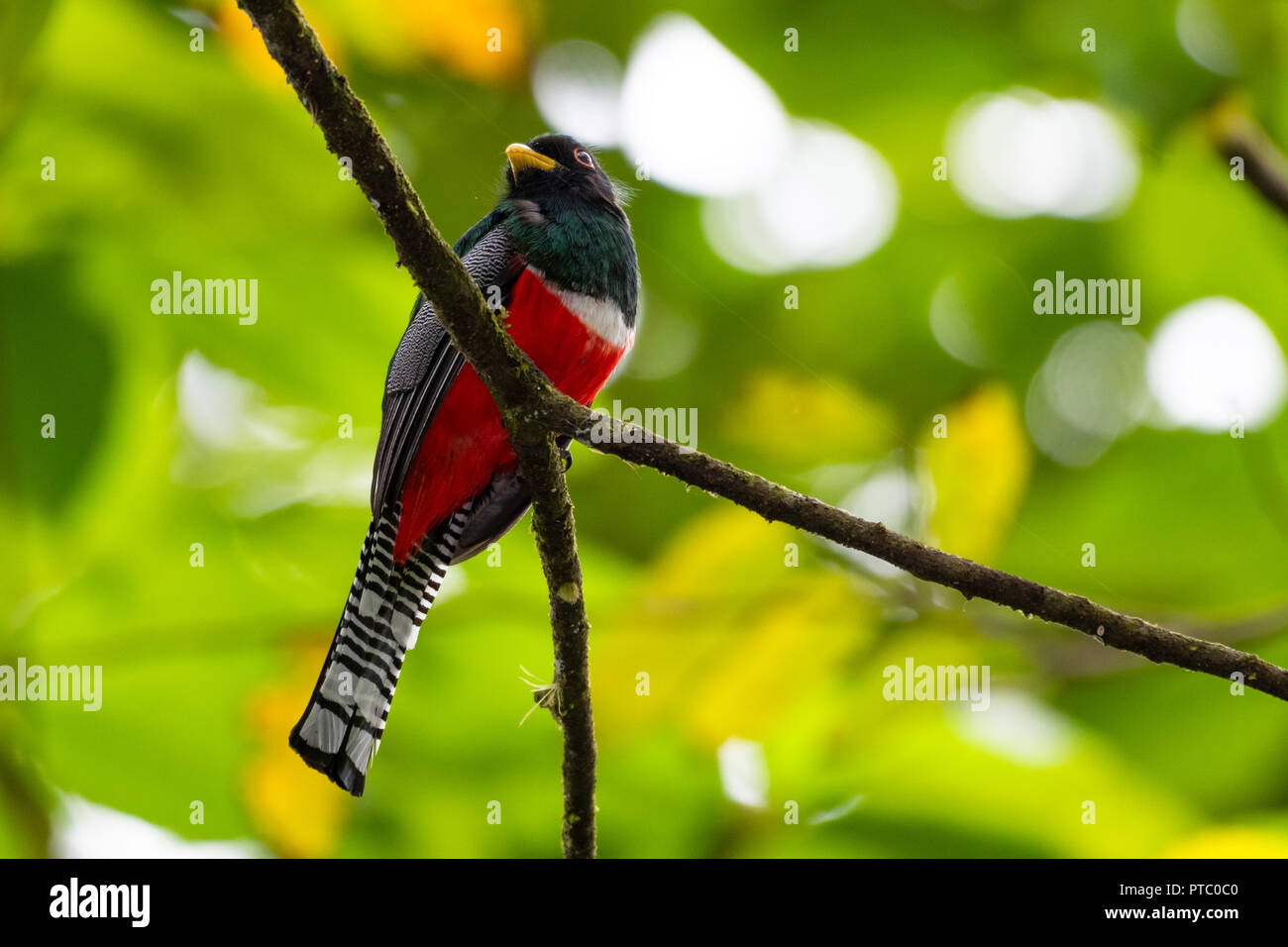 Trogon habitat hi-res stock photography and images - Alamy