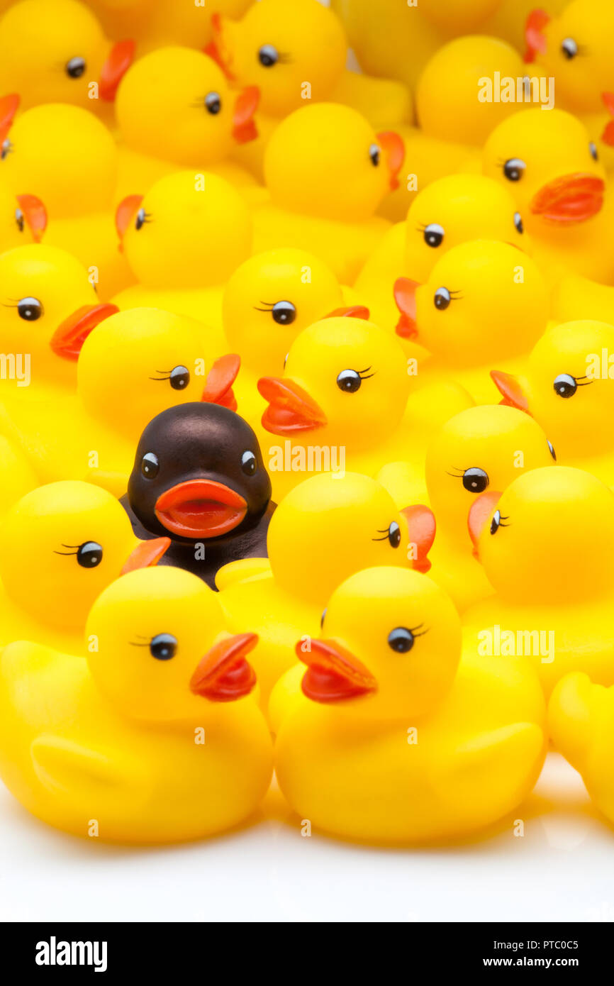 yellow ducks of gum and one black Stock Photo - Alamy