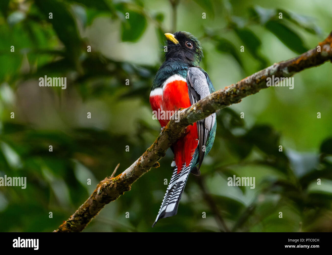 A Collared Trogon sits quietly on a branch in the cover of the ...
