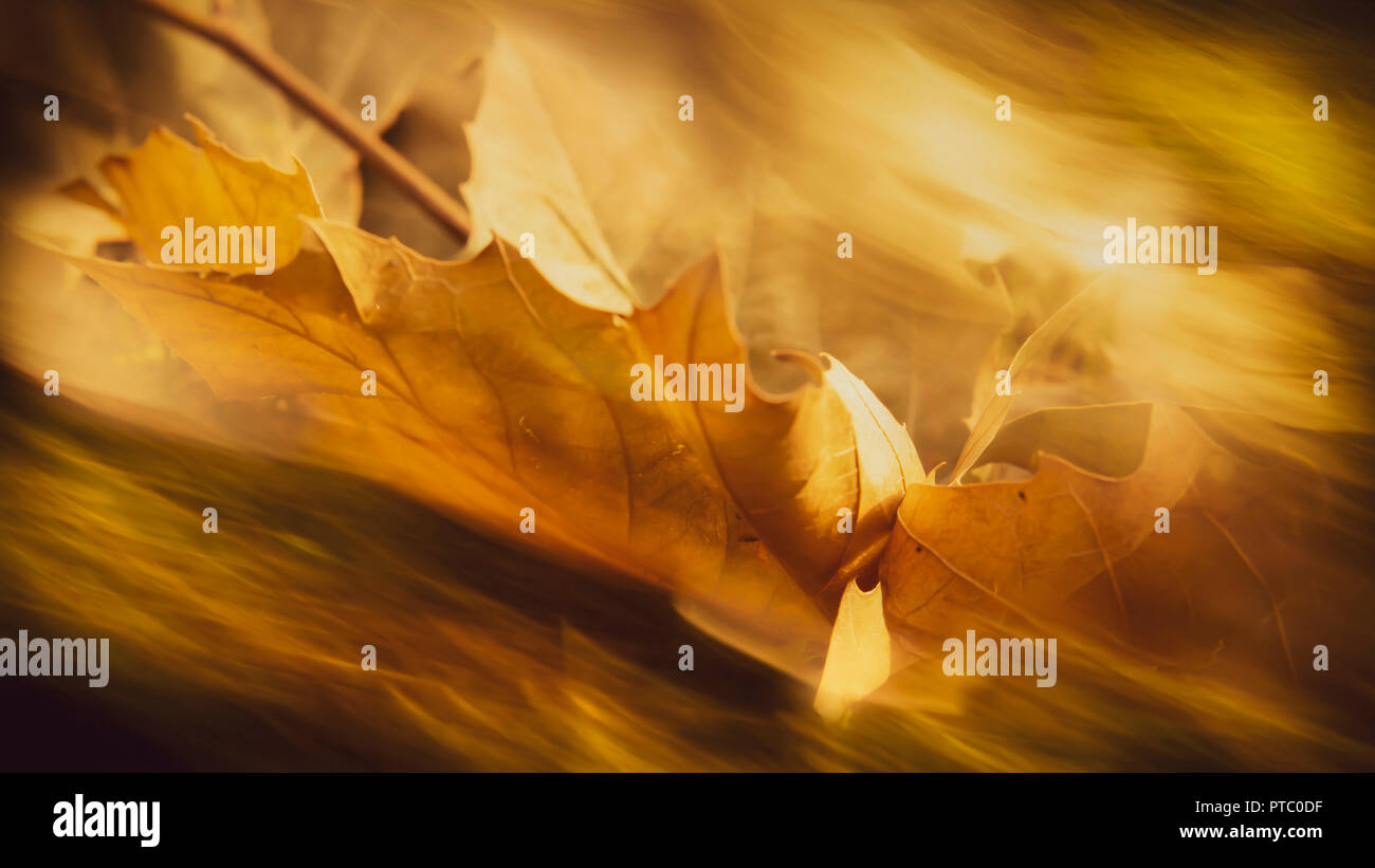 Abstract autumn background blurred leaves hi-res stock photography and ...