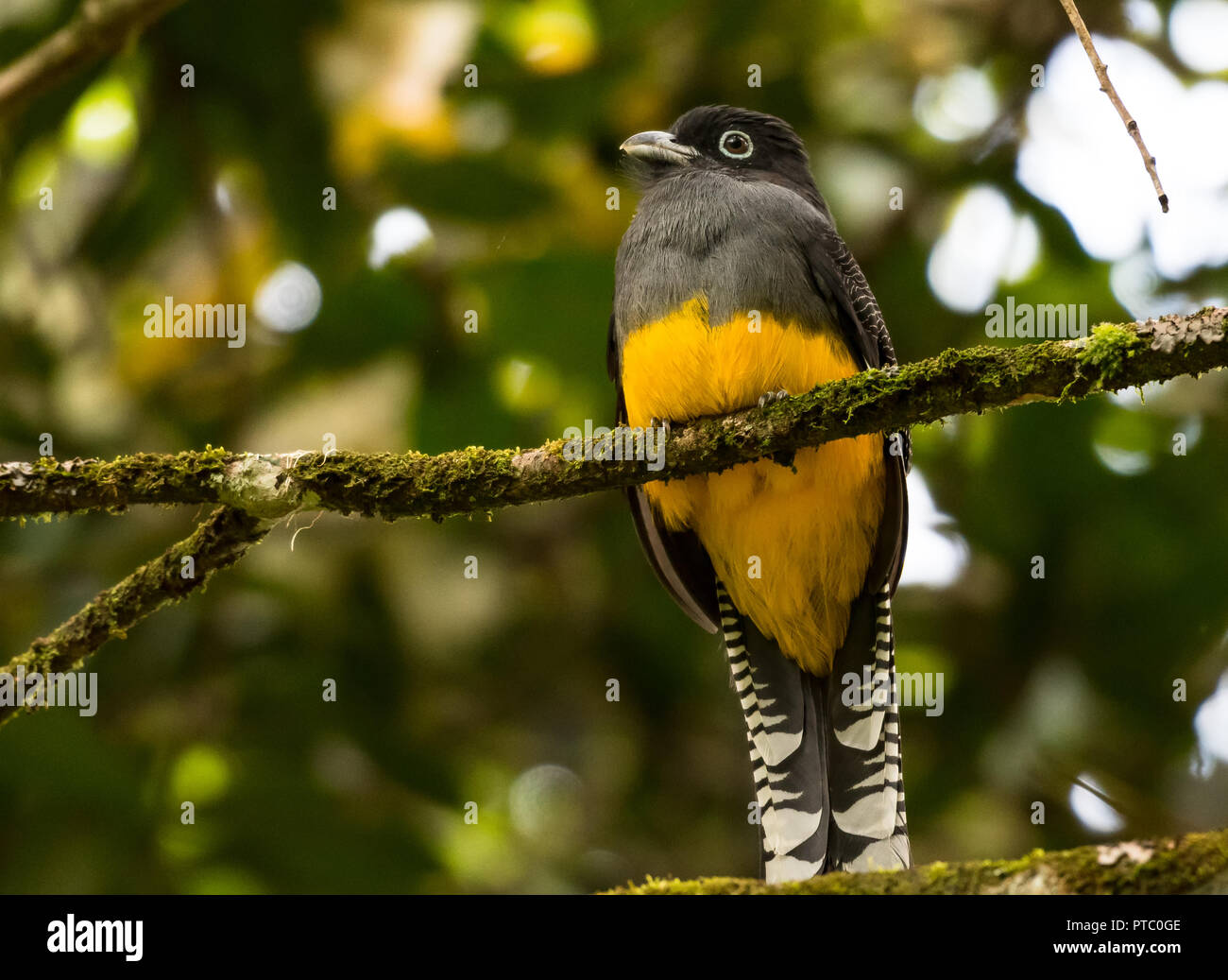 Green backed trogons hi-res stock photography and images - Alamy