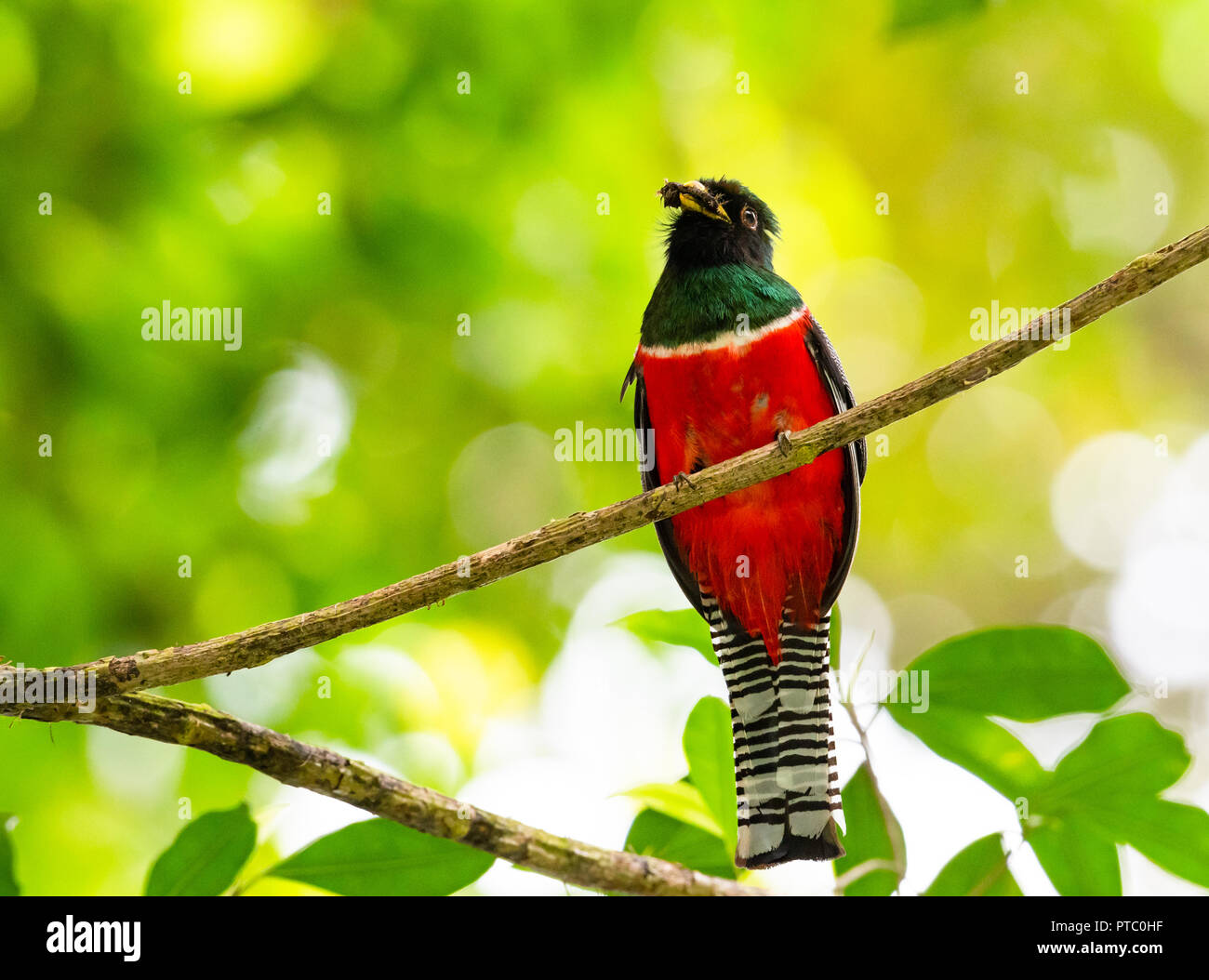 Trogon habitat hi-res stock photography and images - Alamy