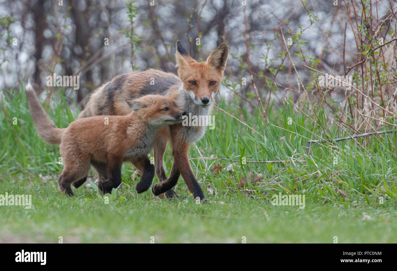 Red foxes in Canada Stock Photo - Alamy