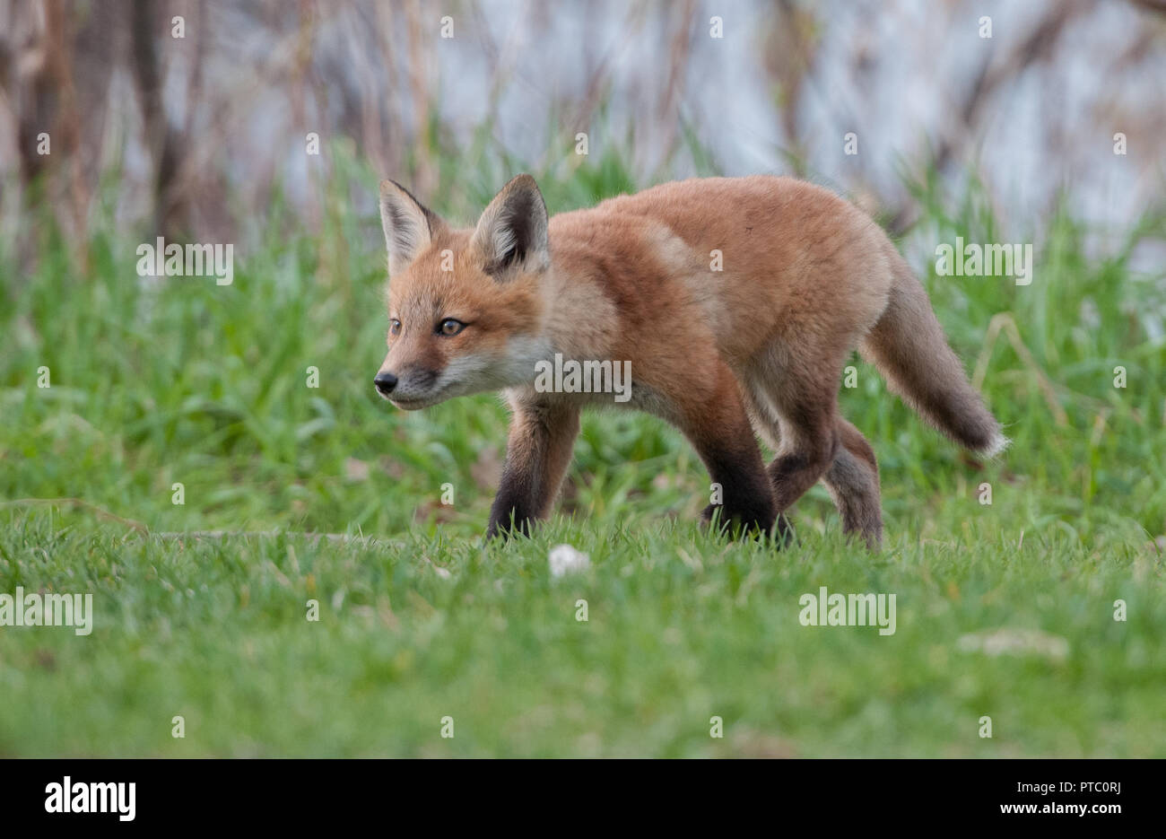 Red foxes in Canada Stock Photo - Alamy