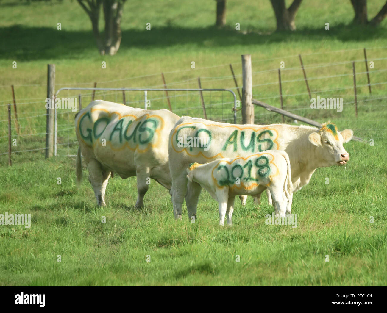 AUSSIE COWS IN GOLD COAST PICTURE JEREMY SELWYN 06/04/2018 Stock Photo ...