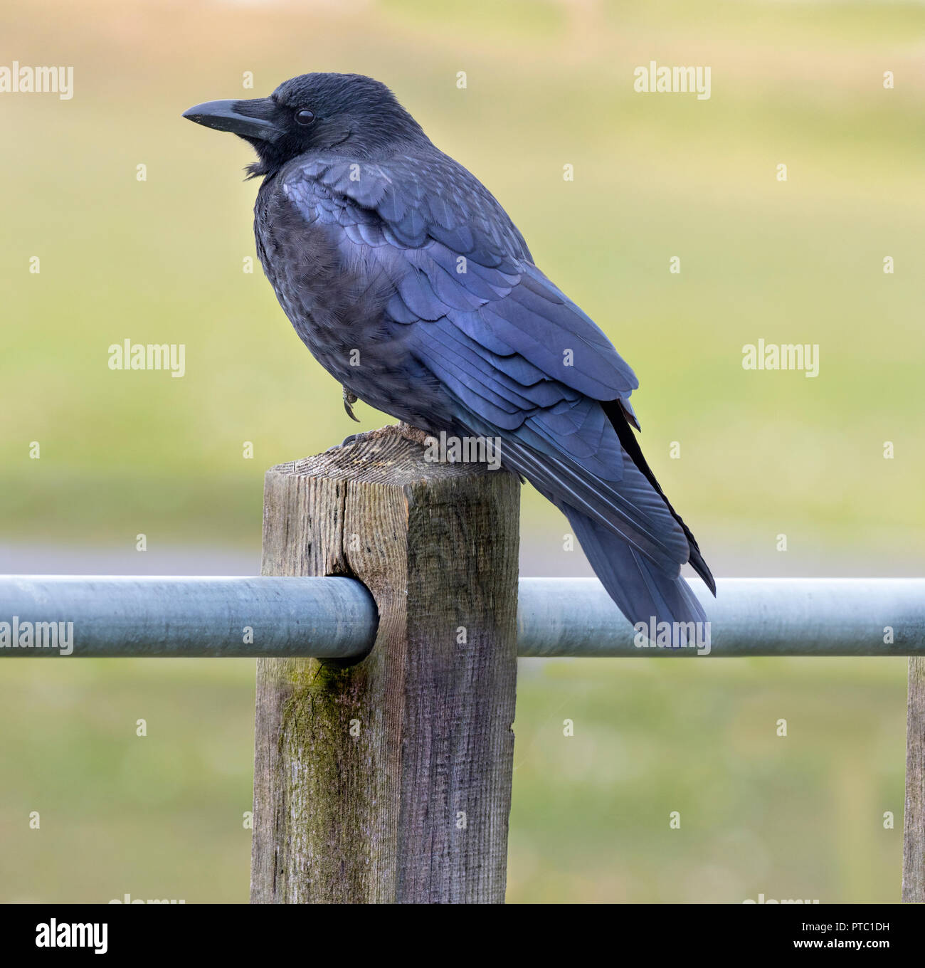 Eats mice hi-res stock photography and images - Alamy