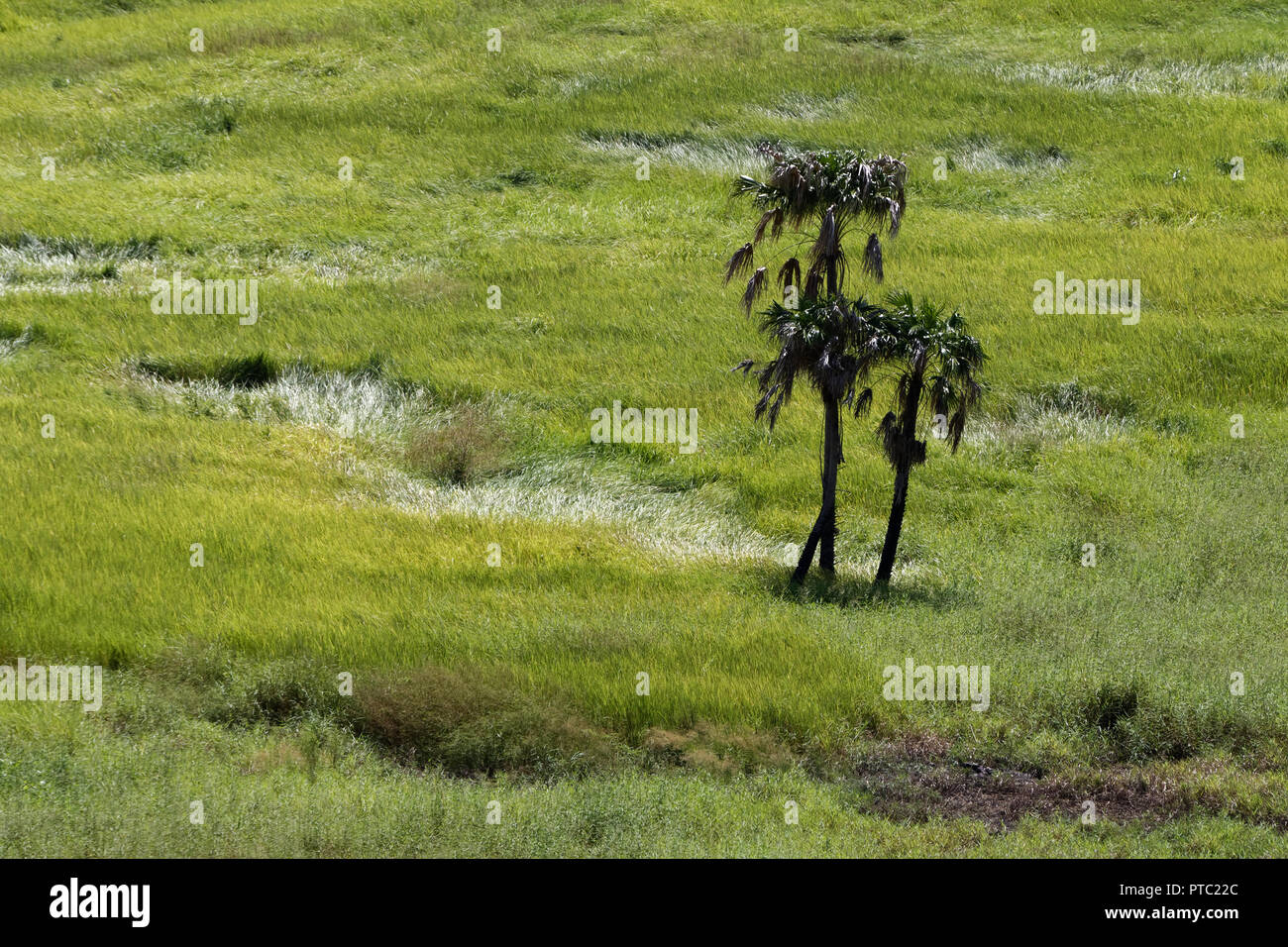Wet season kakadu hi-res stock photography and images - Alamy