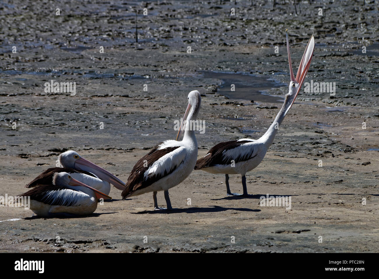 Pelicans stretching in the morning Stock Photo - Alamy