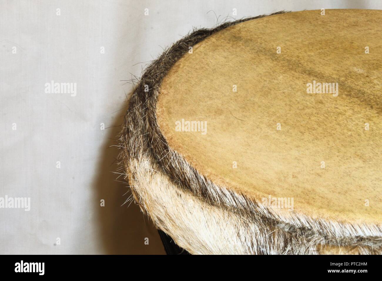 up-close view of an African djembe goatskin head and deer fur around ...
