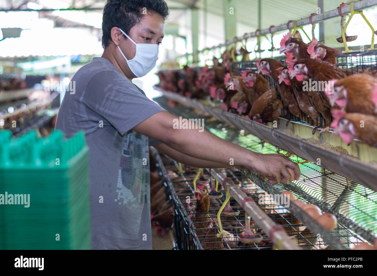 Young Farmer collecting the egg in egg chicken farm Stock Photo - Alamy