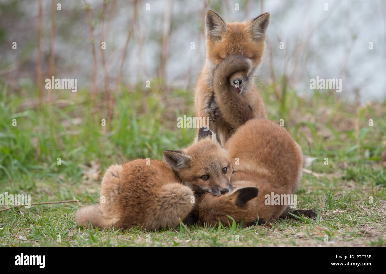 Red foxes in Canada Stock Photo - Alamy