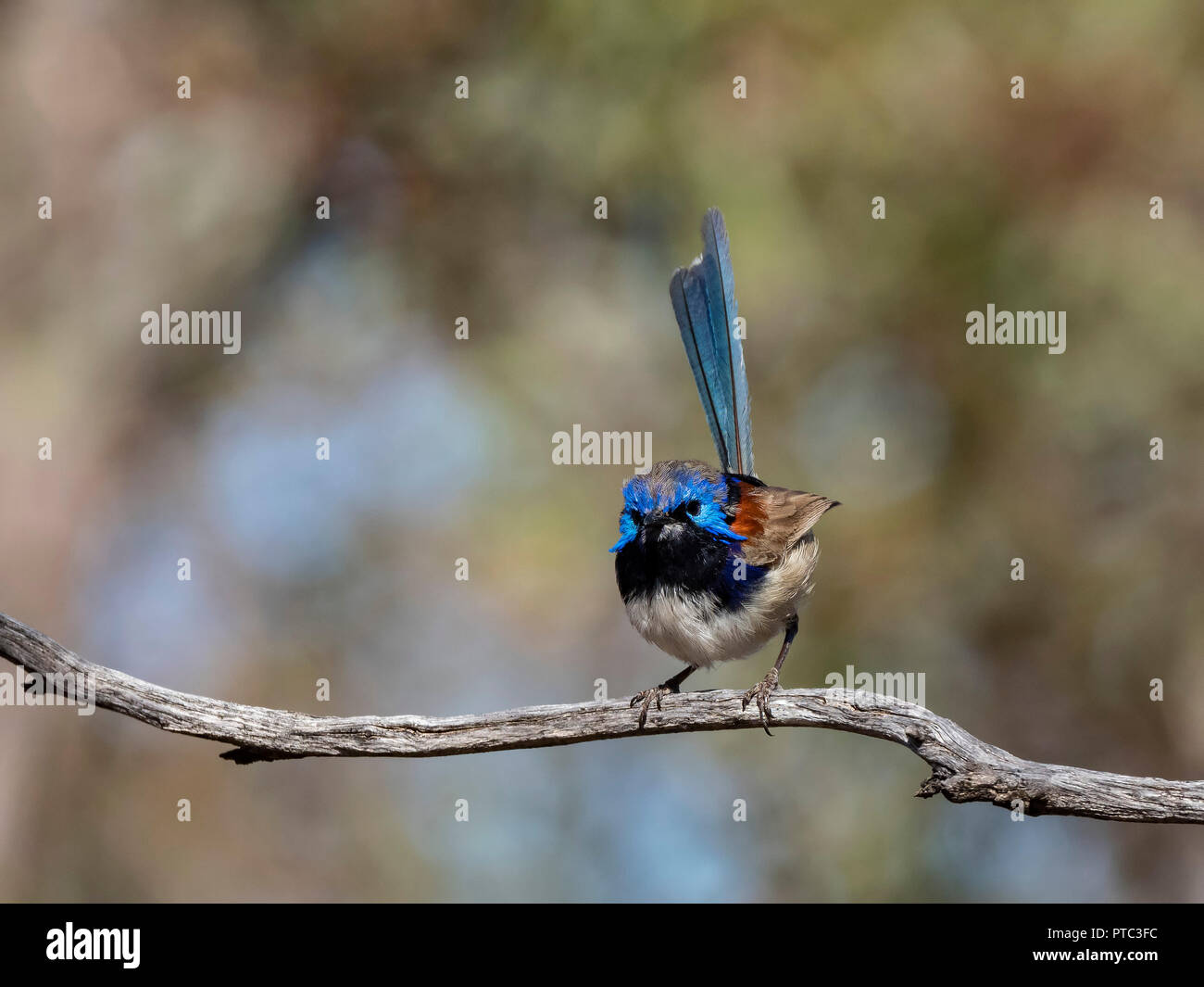Purple-backed Fairywren (Malurus assimilis) race "assimilis Stock Photo ...