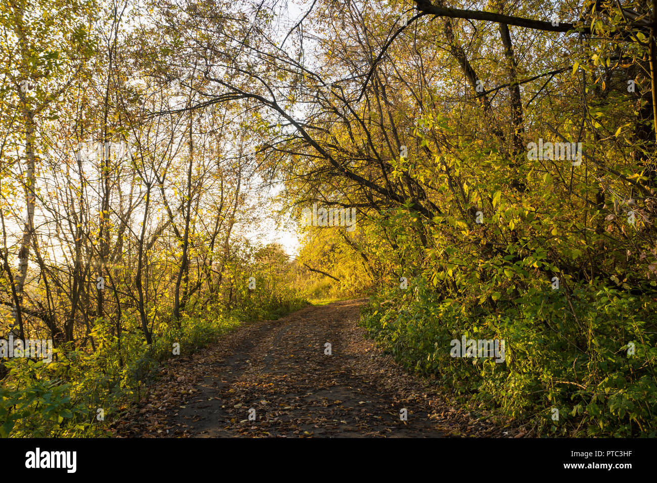 Pathway through beautiful forest with different trees Stock Photo - Alamy