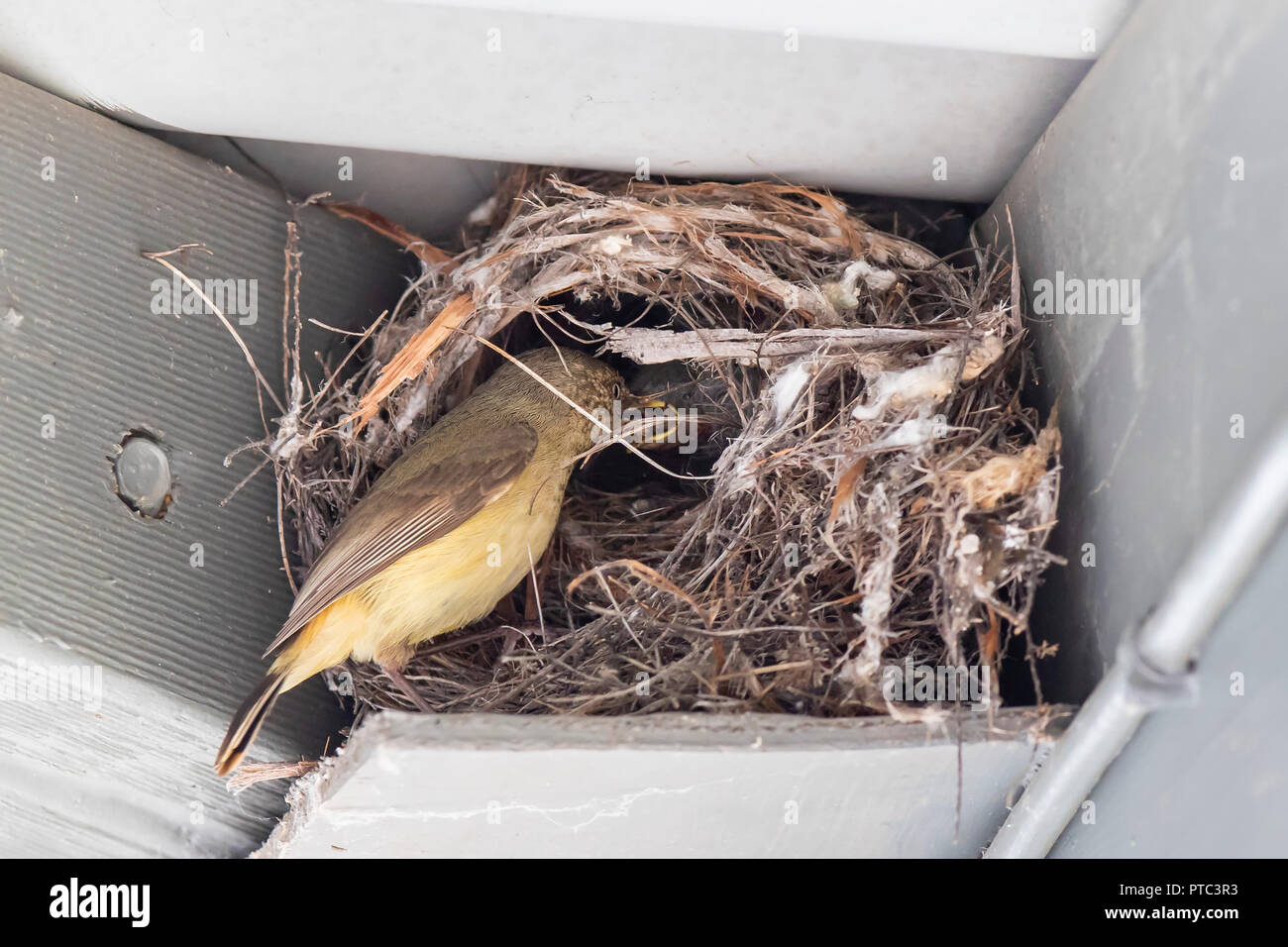 Buff-rumped Thornbill (Acanthiza reguloides) race "australis" at its ...