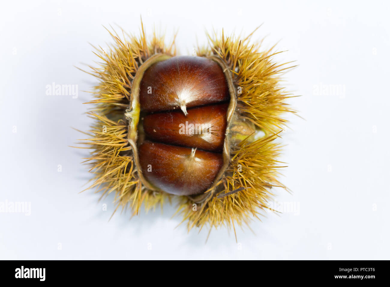 Chestnuts in their spiky shell with white background Stock Photo - Alamy
