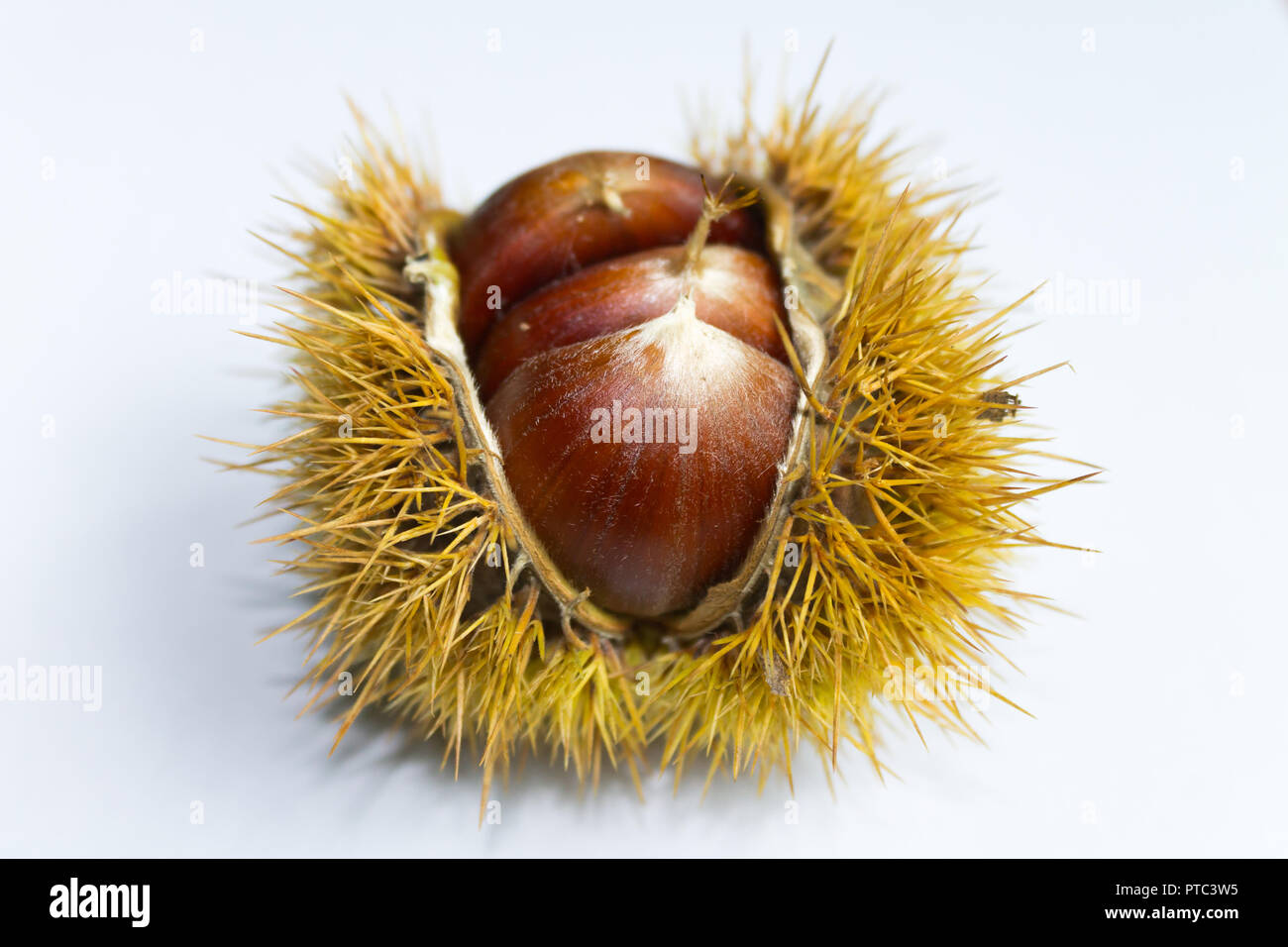 Chestnuts in their spiky shell with white background Stock Photo - Alamy