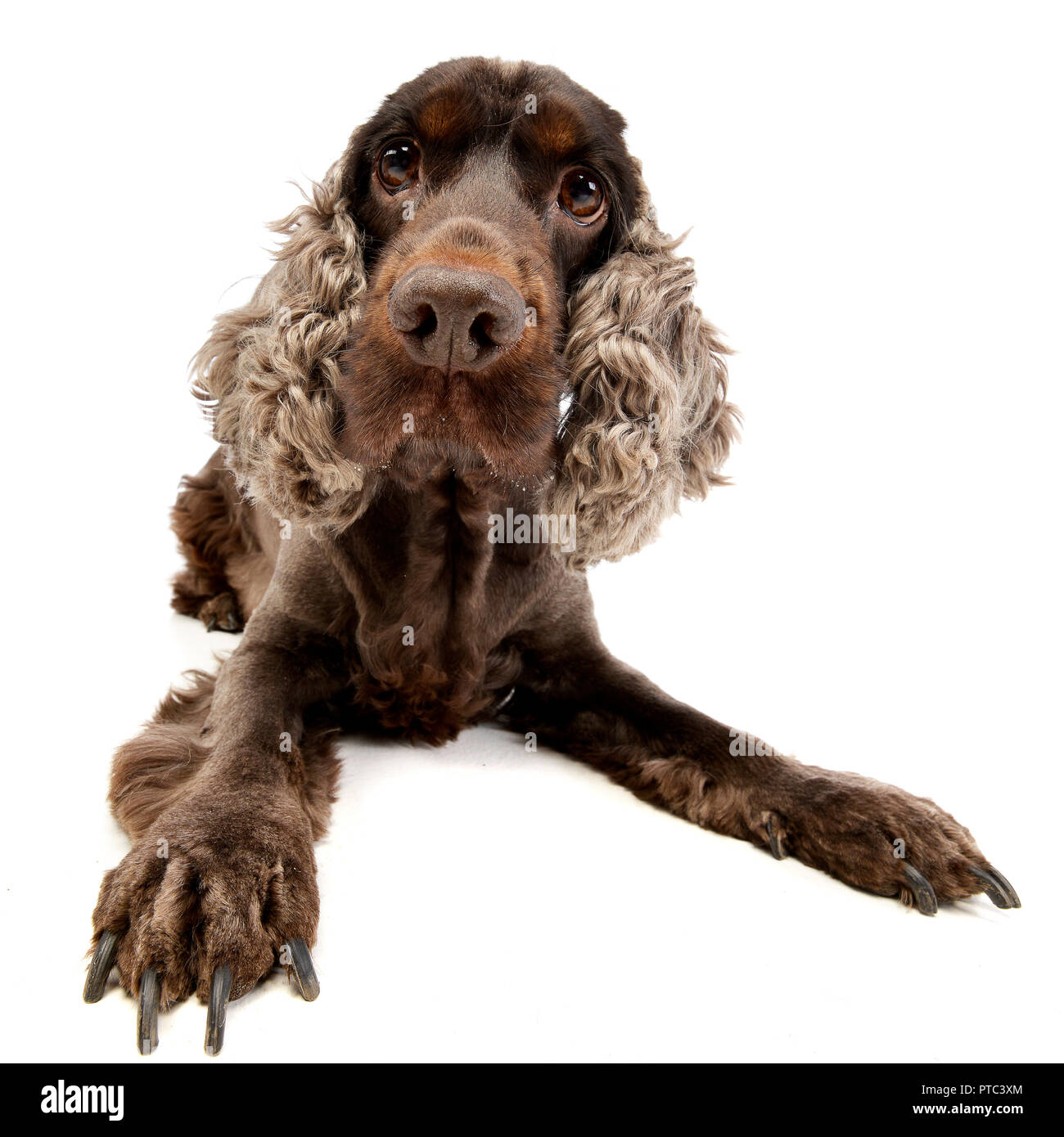 Cocker spaniel ear Cut Out Stock Images & Pictures - Alamy