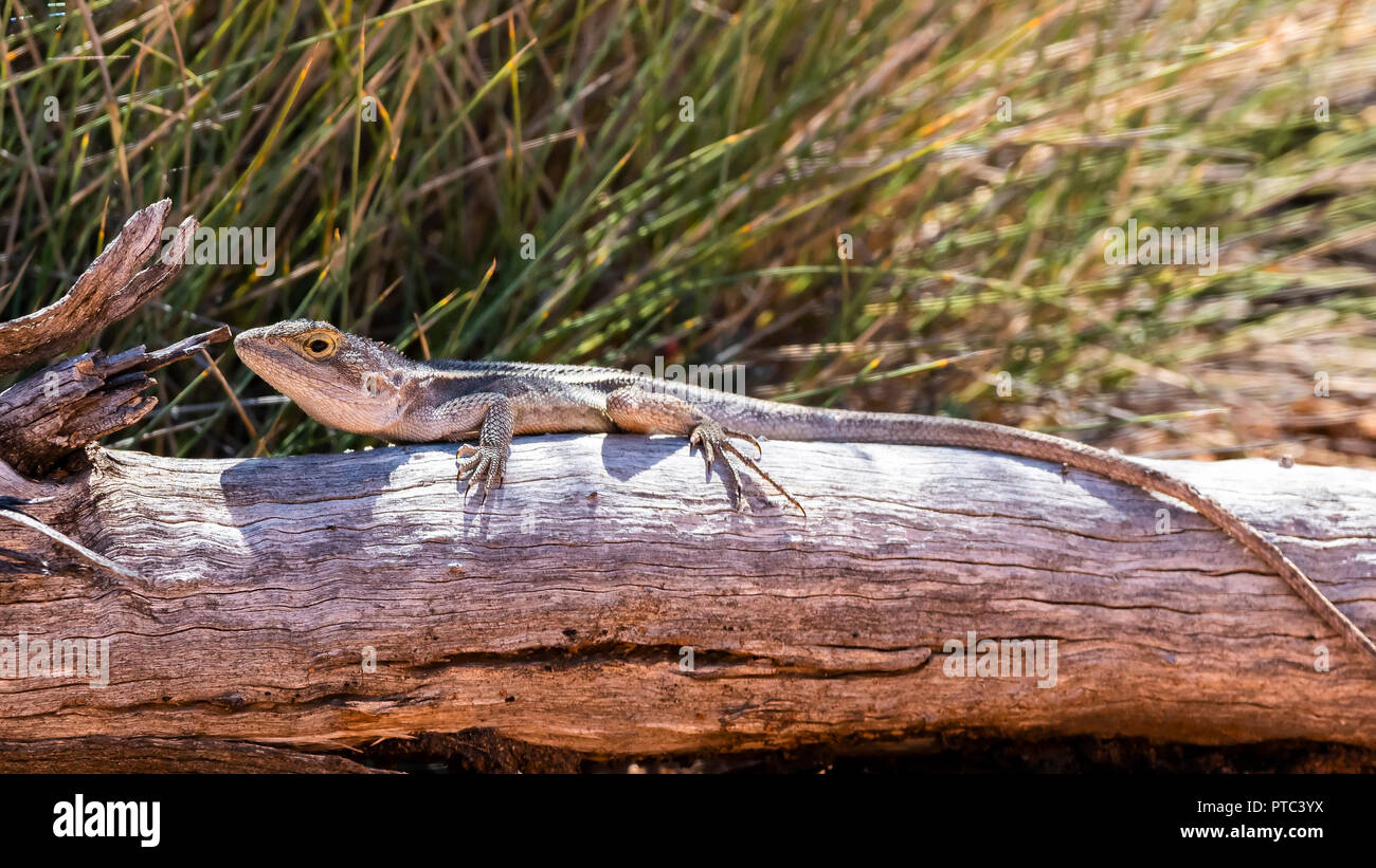 Bearded dragon tree hi-res stock photography and images - Alamy