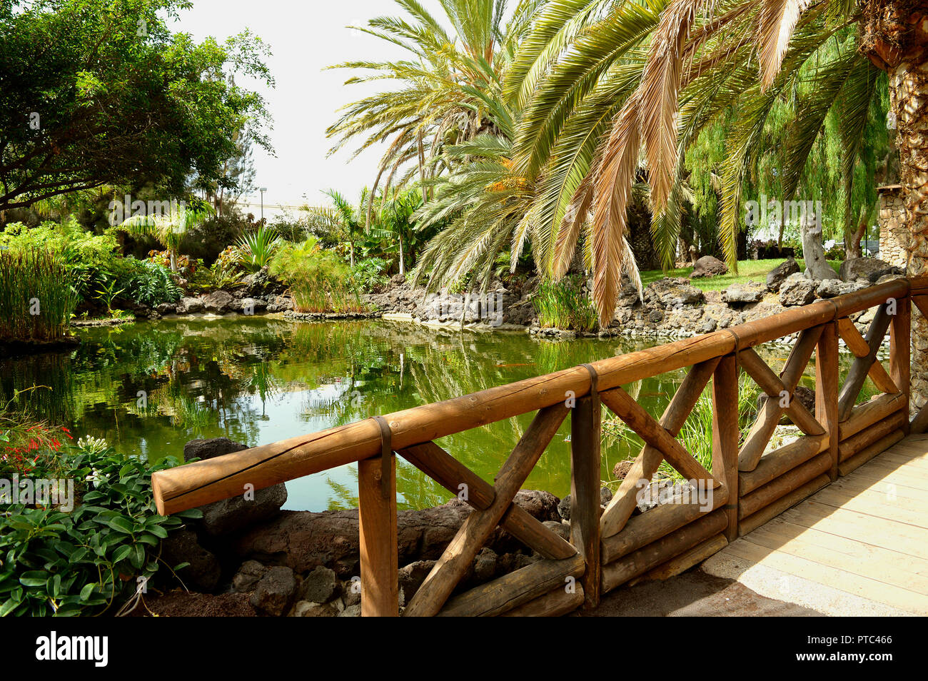 Bamboo trees plant water hi-res stock photography and images - Alamy